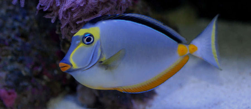 Pacific Naso Tang (Naso lituratus) | Fresh N Marine