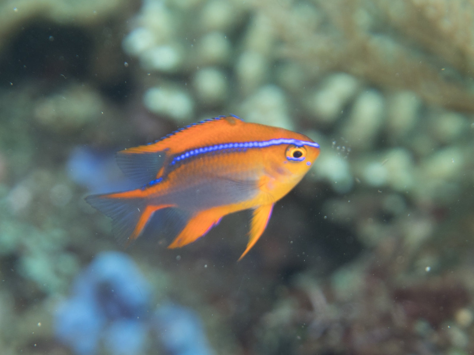 Red Honey Damsel (Neoglyphidodon crossi) | Fresh N Marine