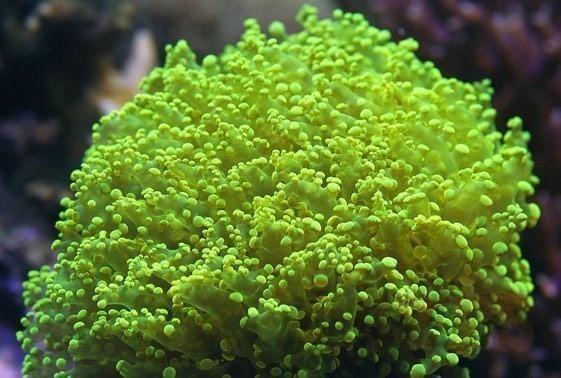 Metallic Green Frogspawn Coral (Euphyllia paradivisa) | Fresh N Marine