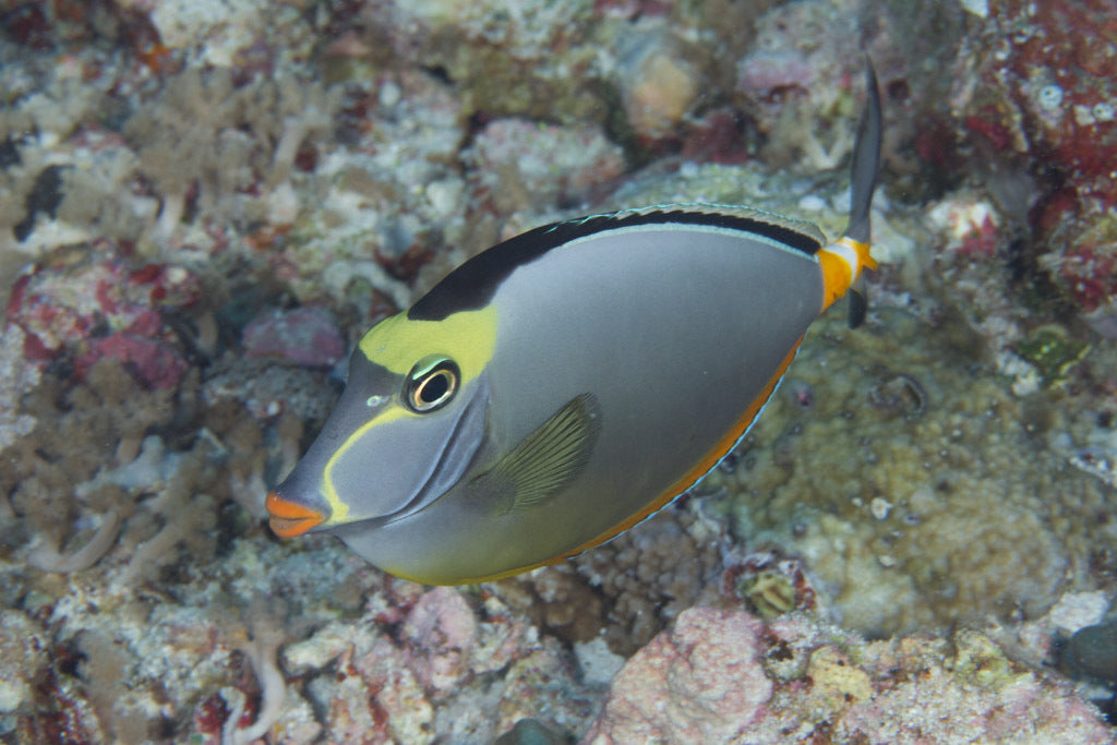 Pacific Naso Tang (Naso lituratus) | Fresh N Marine