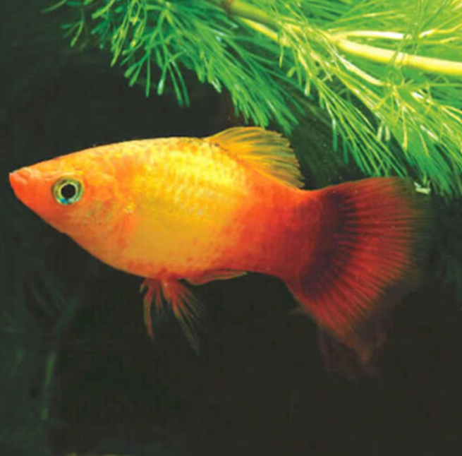 Sunset Platy (Xiphophorus variatus) (5pcs) | Fresh N Marine