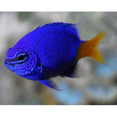 Yellow Tail Damsel (Chrysiptera parasema) | Fresh N Marine