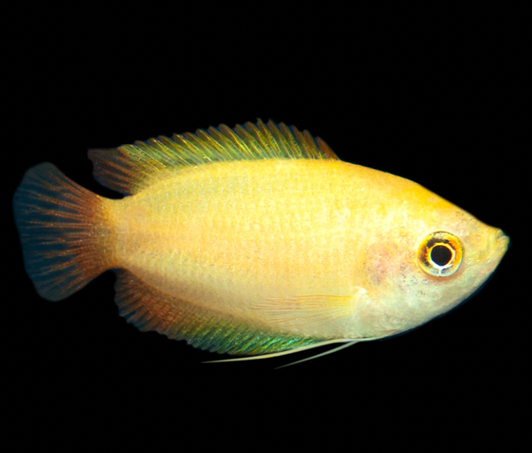 Golden Honey Dwarf Gourami (Colisa Chuna) (5pcs) | Fresh N Marine
