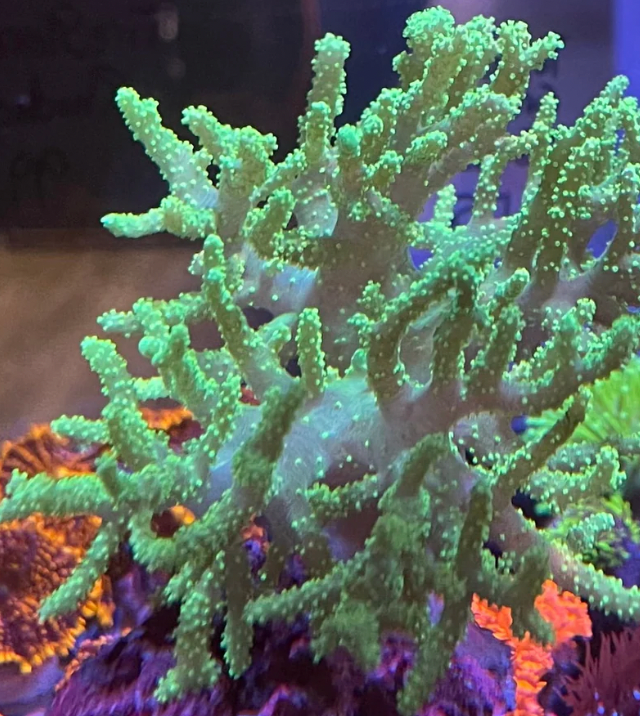 Ultra Green Sinularia Leather (Sinularia Asterolobata) | Fresh N Marine