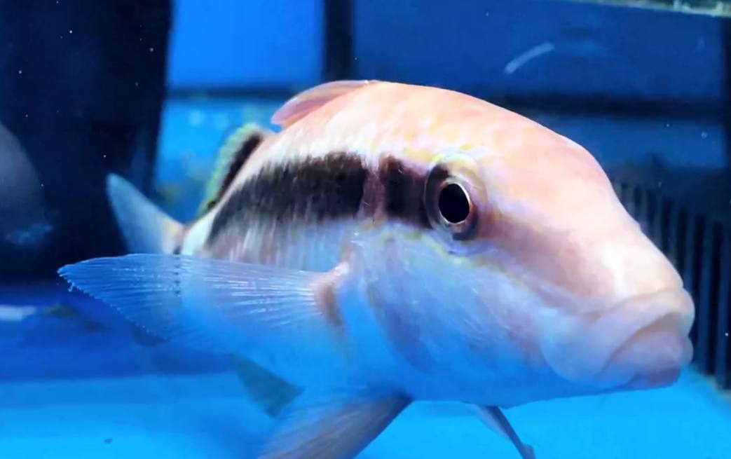 Red Goat Fish (Parupeneus sp) | Fresh N Marine