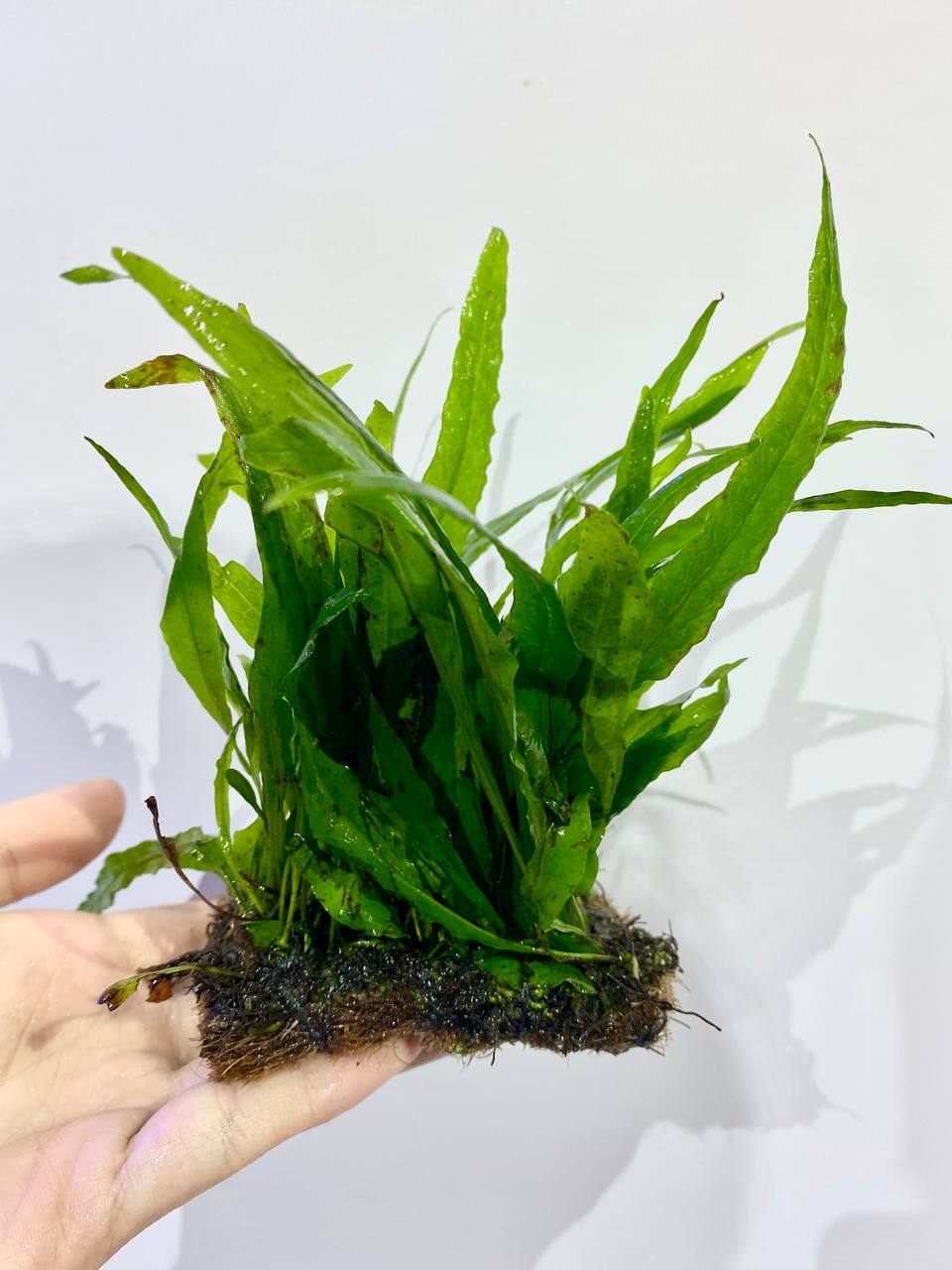 Petite Fern | Fresh N Marine