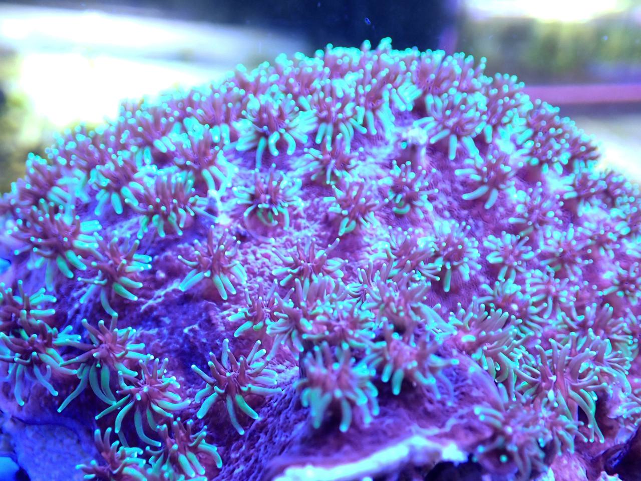 Green Galaxea Colony | Fresh N Marine