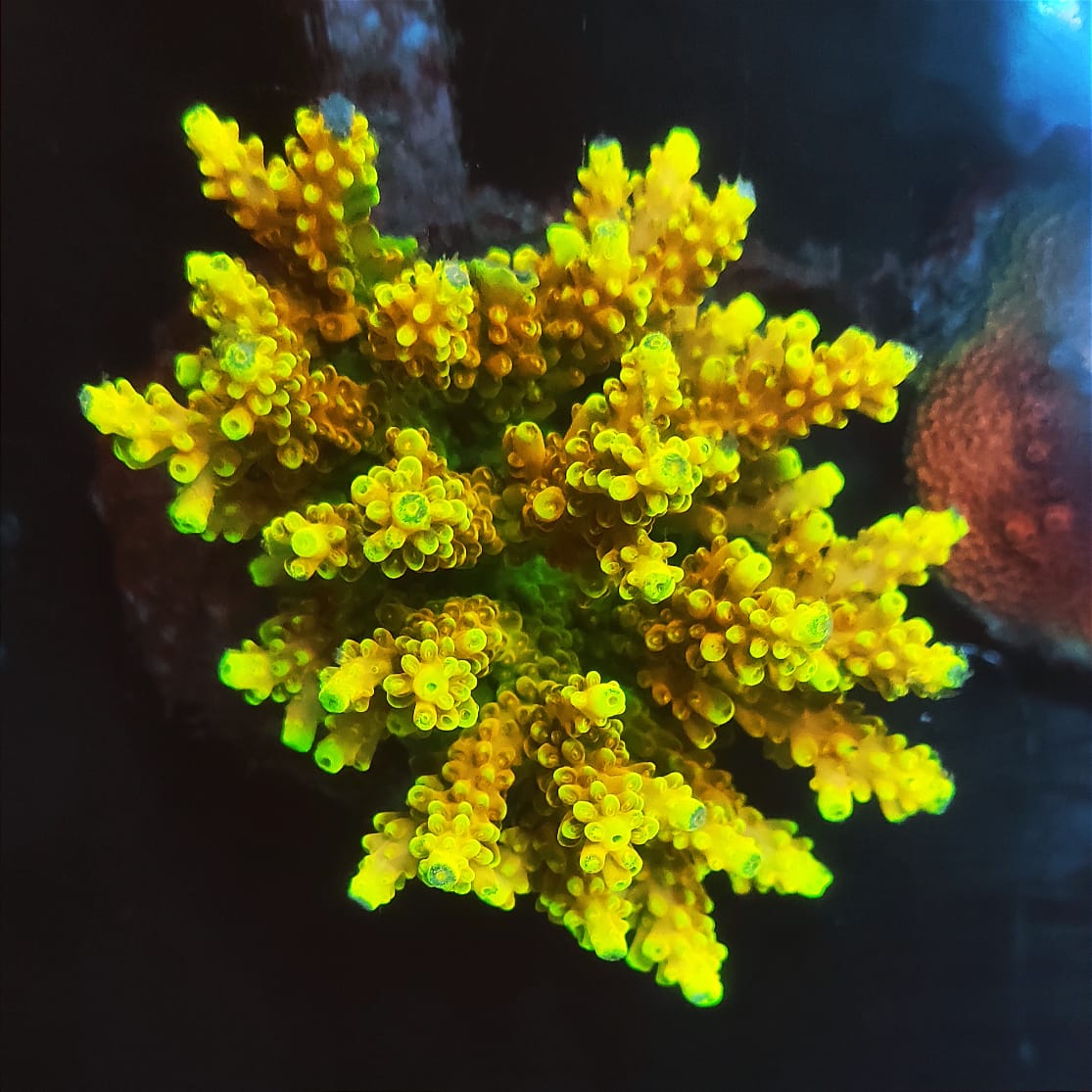 WYSIWYG Acropora rosaria (Pinkish w Yellow Tips) (594) | Fresh N Marine