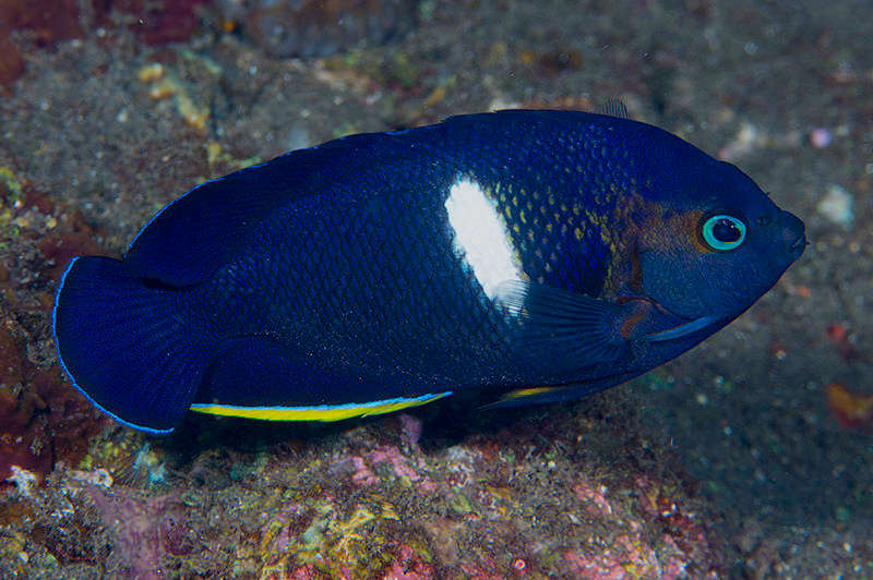 Keyhole Angel (Centropyge tibicen) | Fresh N Marine