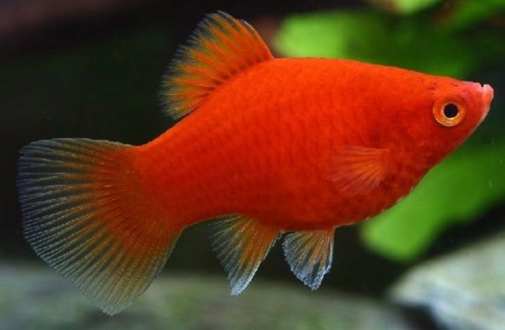 Red Molly Fish