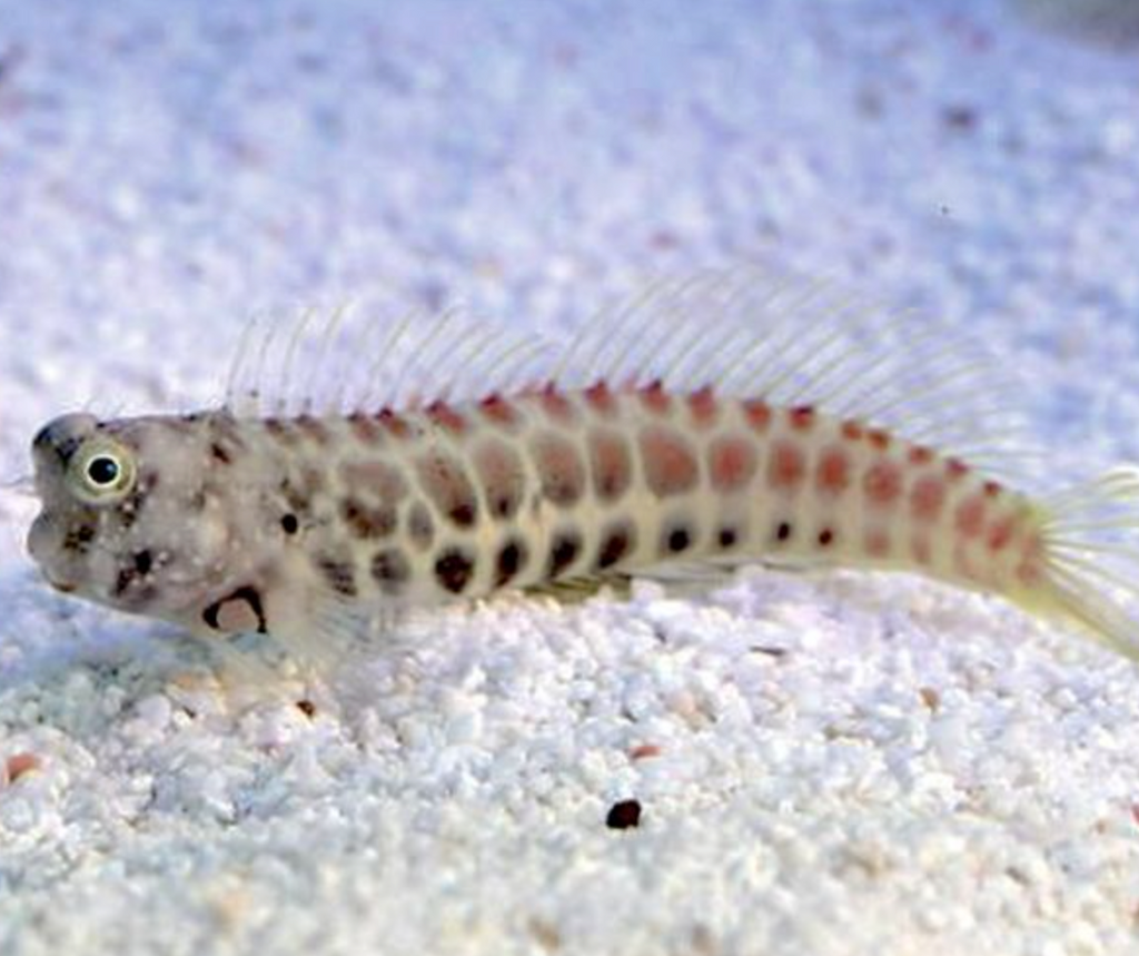 Segmented Sailfin Blenny (Salarias Segmentatus) | Fresh N Marine