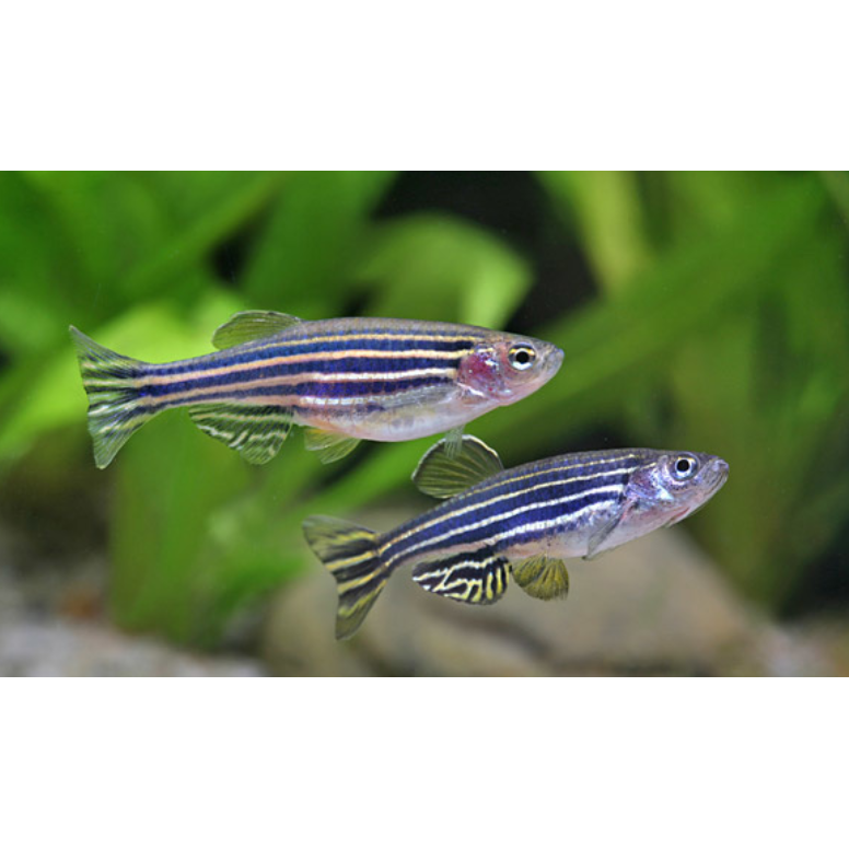 Turquoise Danio