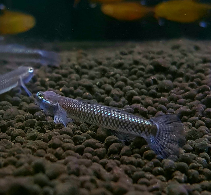 Freshwater Neon Goby
